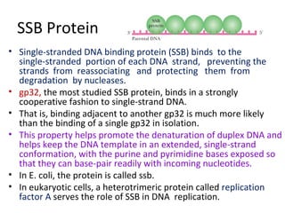 Single Stranded Binding Protein