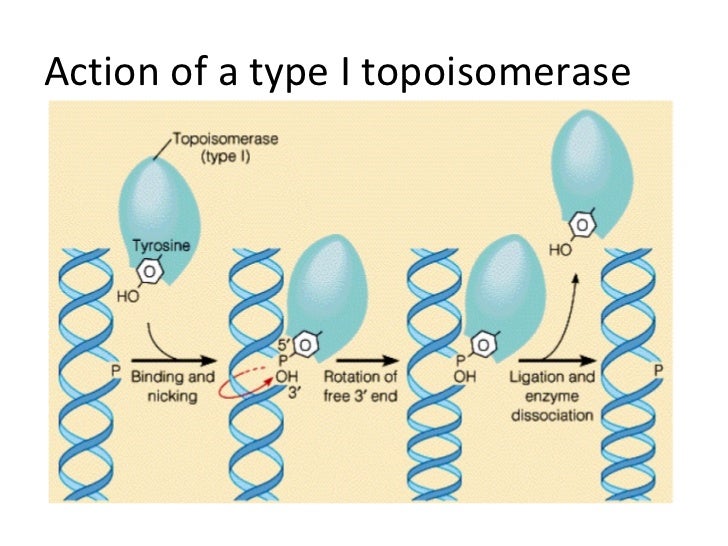 Enzymes and proteins in dna replication