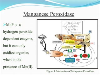 Enzymes and their roles in the bioremediation | PPTX