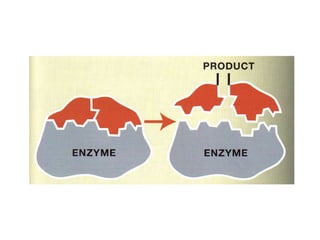 Enzymes, Biochemistry,types of enzymes and functional enzymes | PPTX