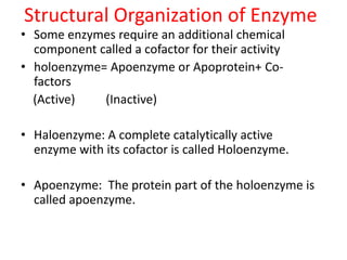 Enzymes bph | PPT