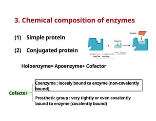 Enzymes by Ankush Singh M.Sc. II Year.pptx