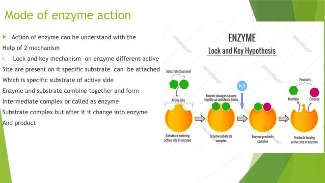 ENZYMES and their importance in body systems.pptx