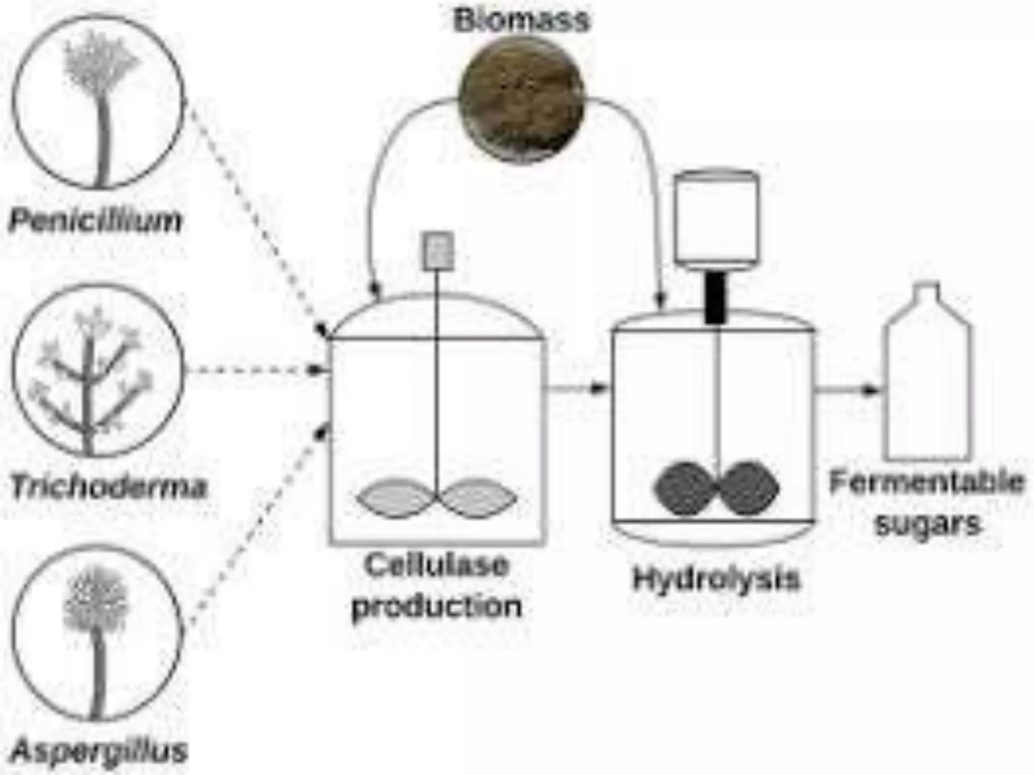 Enzymes cellulases | PPTX
