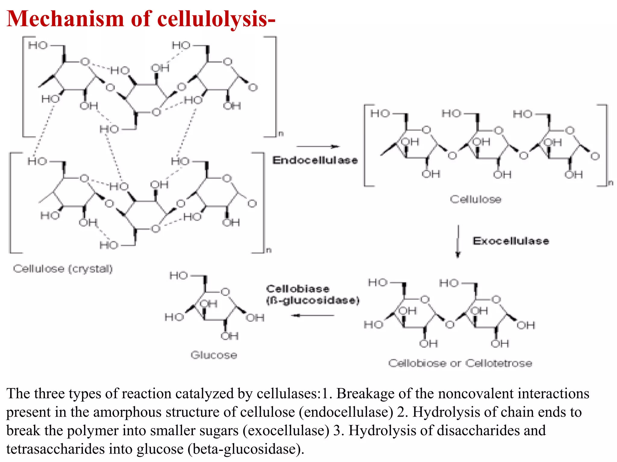 Enzymes cellulases | PPTX