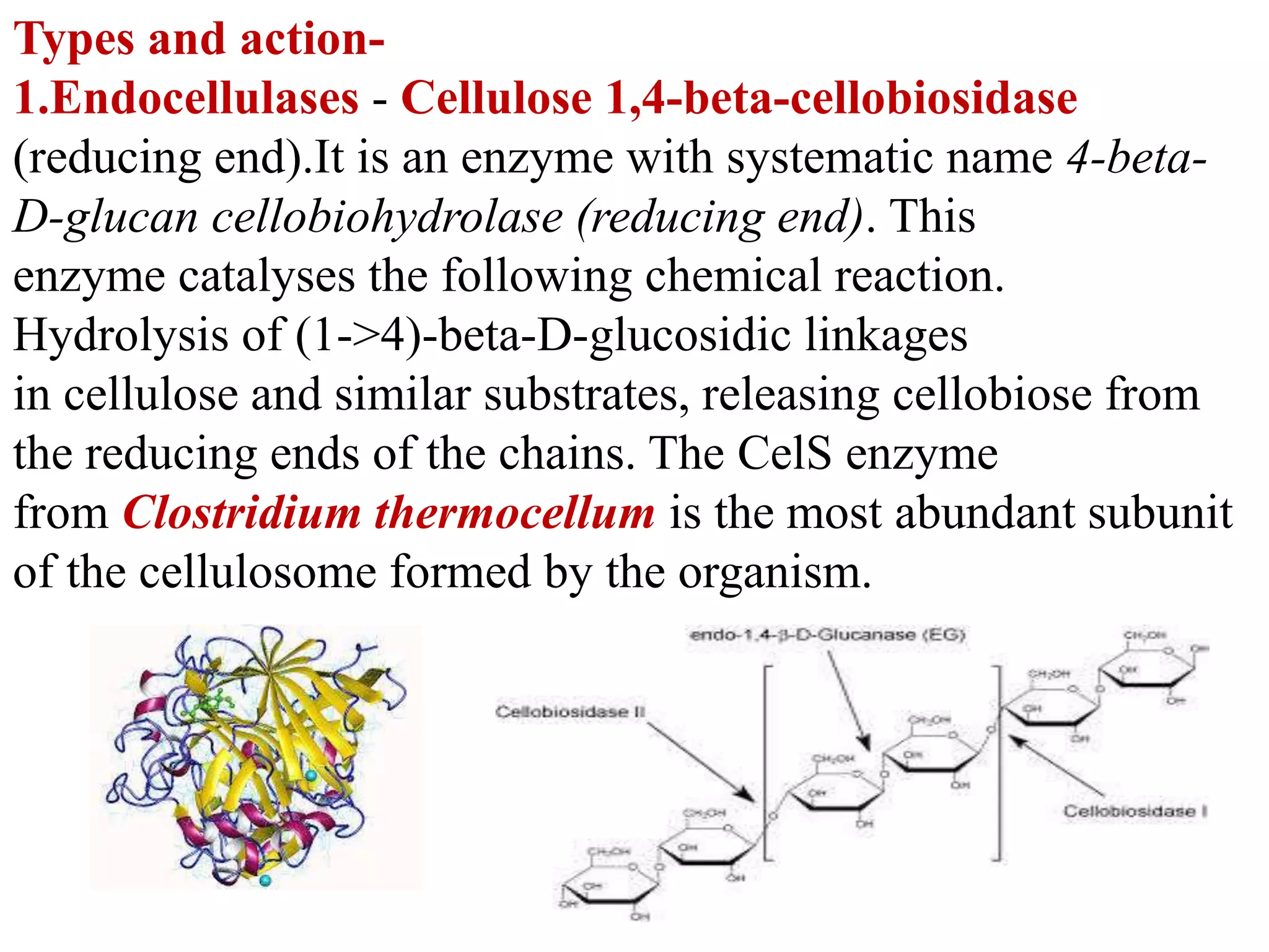 Enzymes cellulases | PPTX