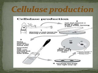 Enzymes cellulases | PPTX