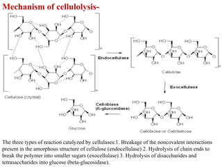 Enzymes cellulases | PPTX