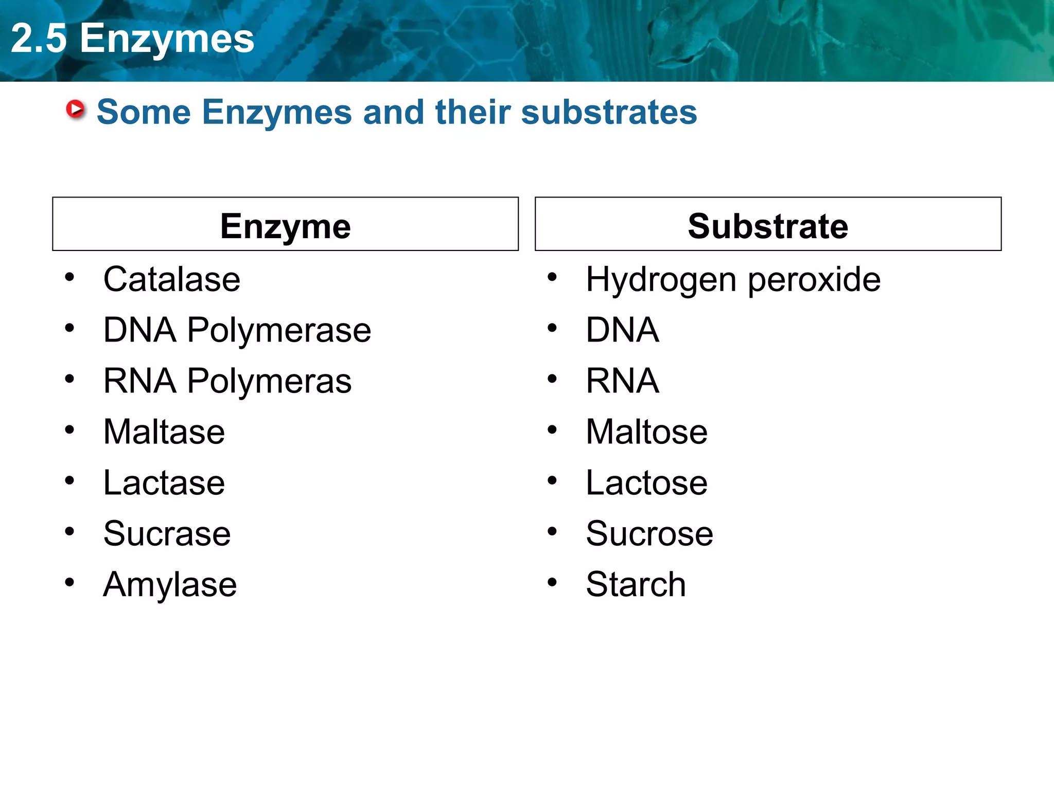 Enzymes & Chemical Rxn Notes | PPT