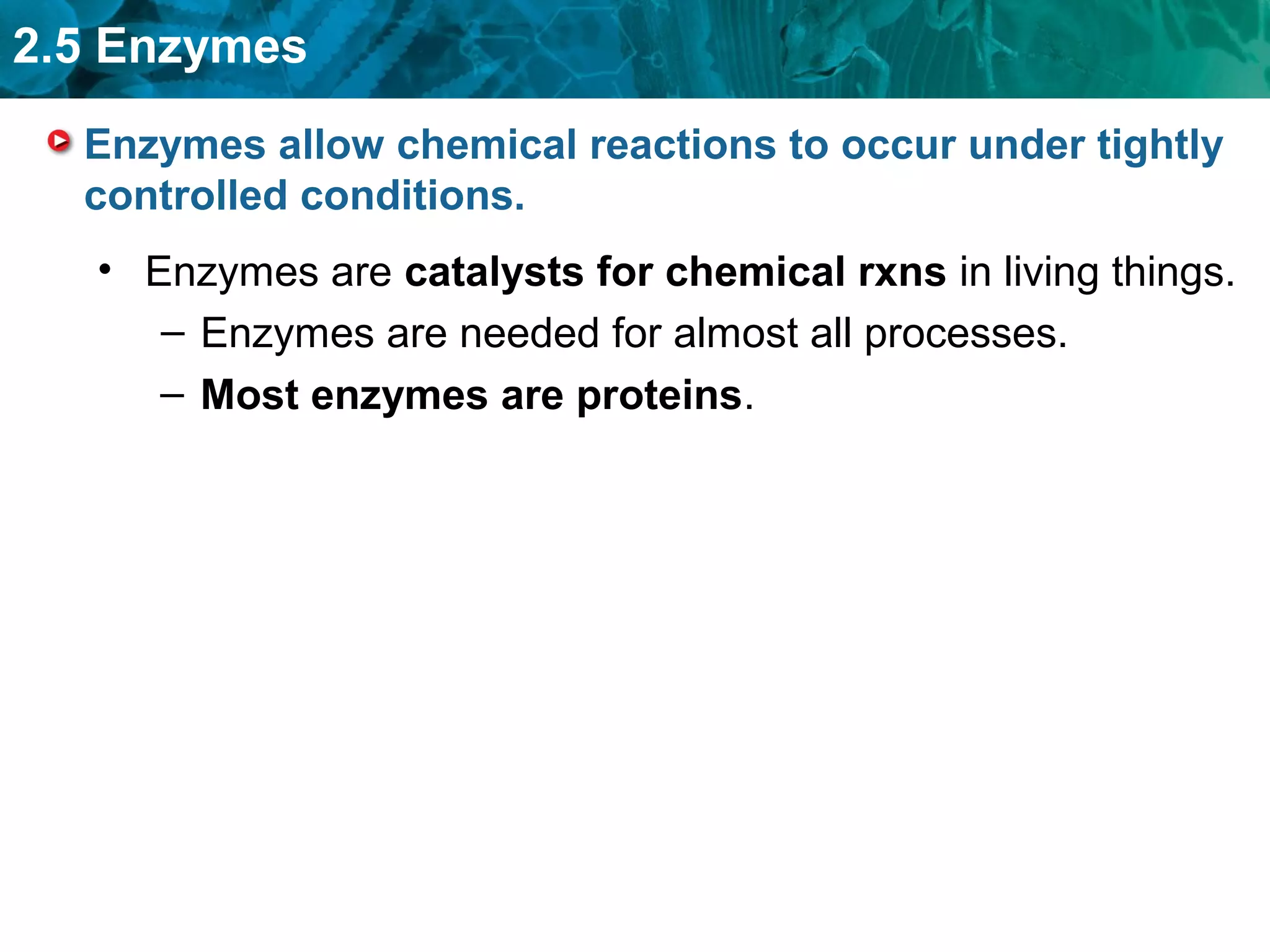 Enzymes & Chemical Rxn Notes | PPT