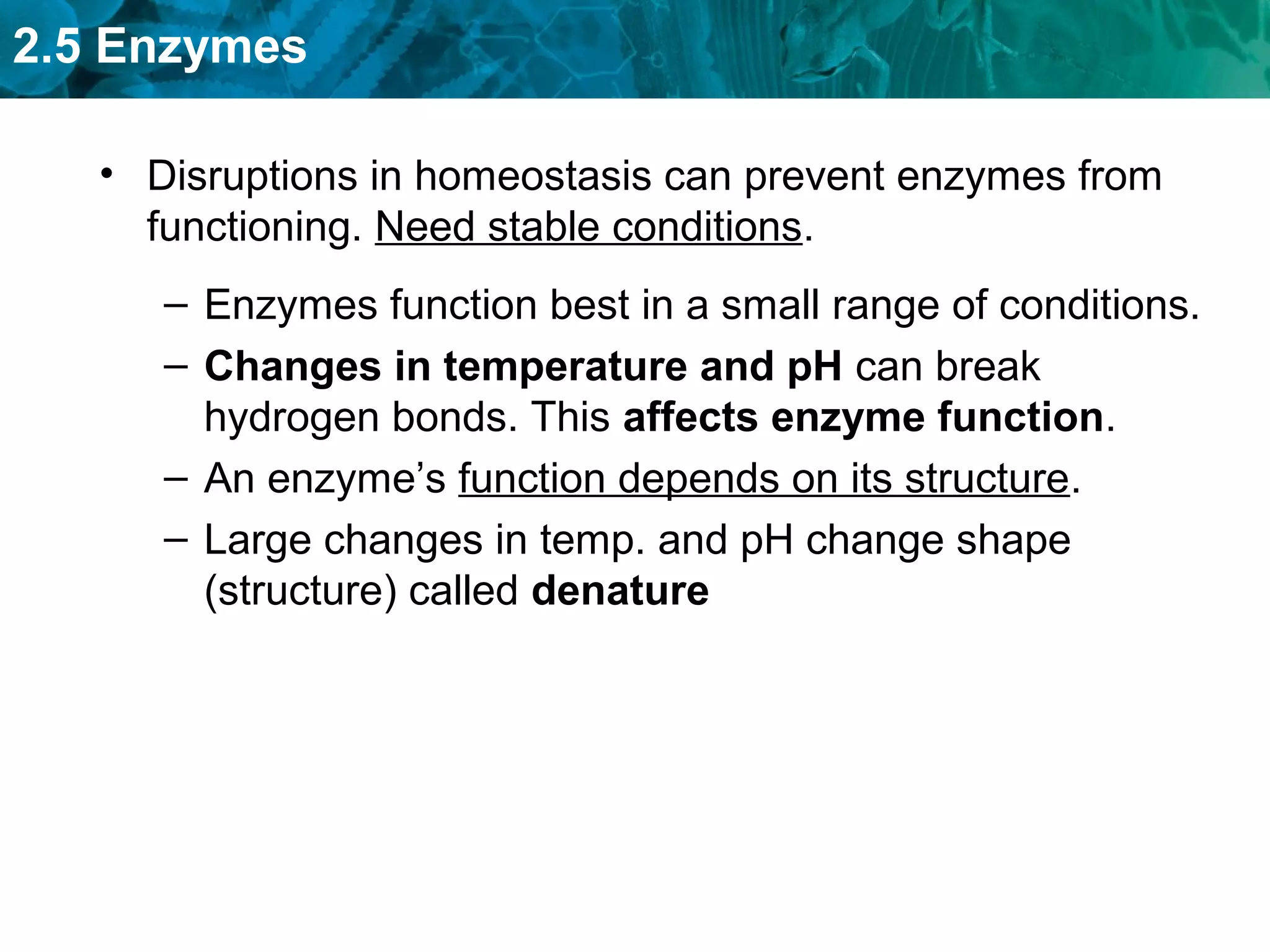 Enzymes & Chemical Rxn Notes | PPT