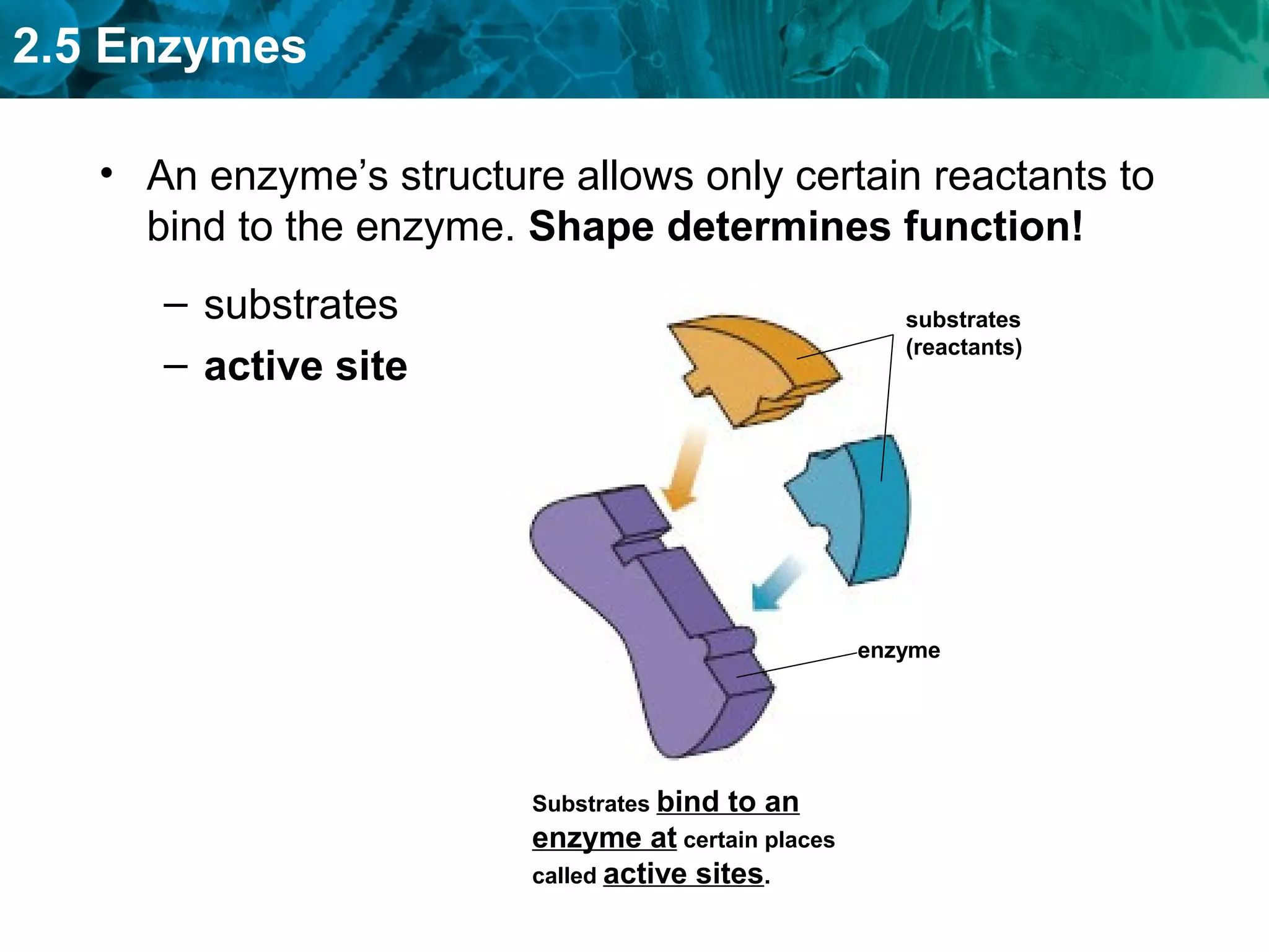 Enzymes & Chemical Rxn Notes | PPT