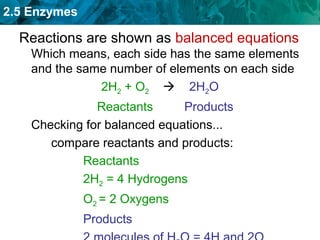 Enzymes & Chemical Rxn Notes | PPT