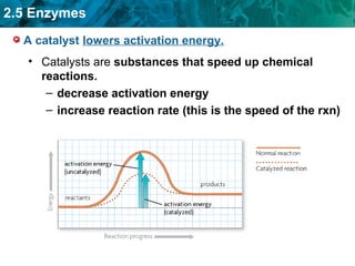 Enzymes & Chemical Rxn Notes | PPT