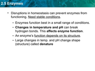 Enzymes & Chemical Rxn Notes | PPT