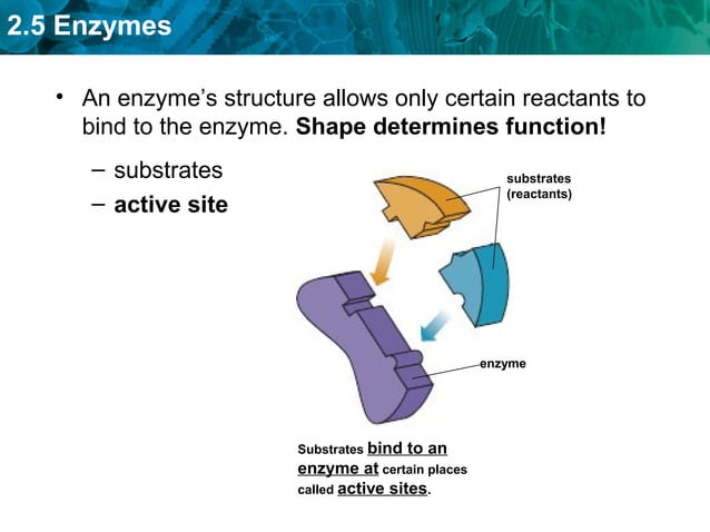 Enzymes & Chemical Rxn Notes | PPT