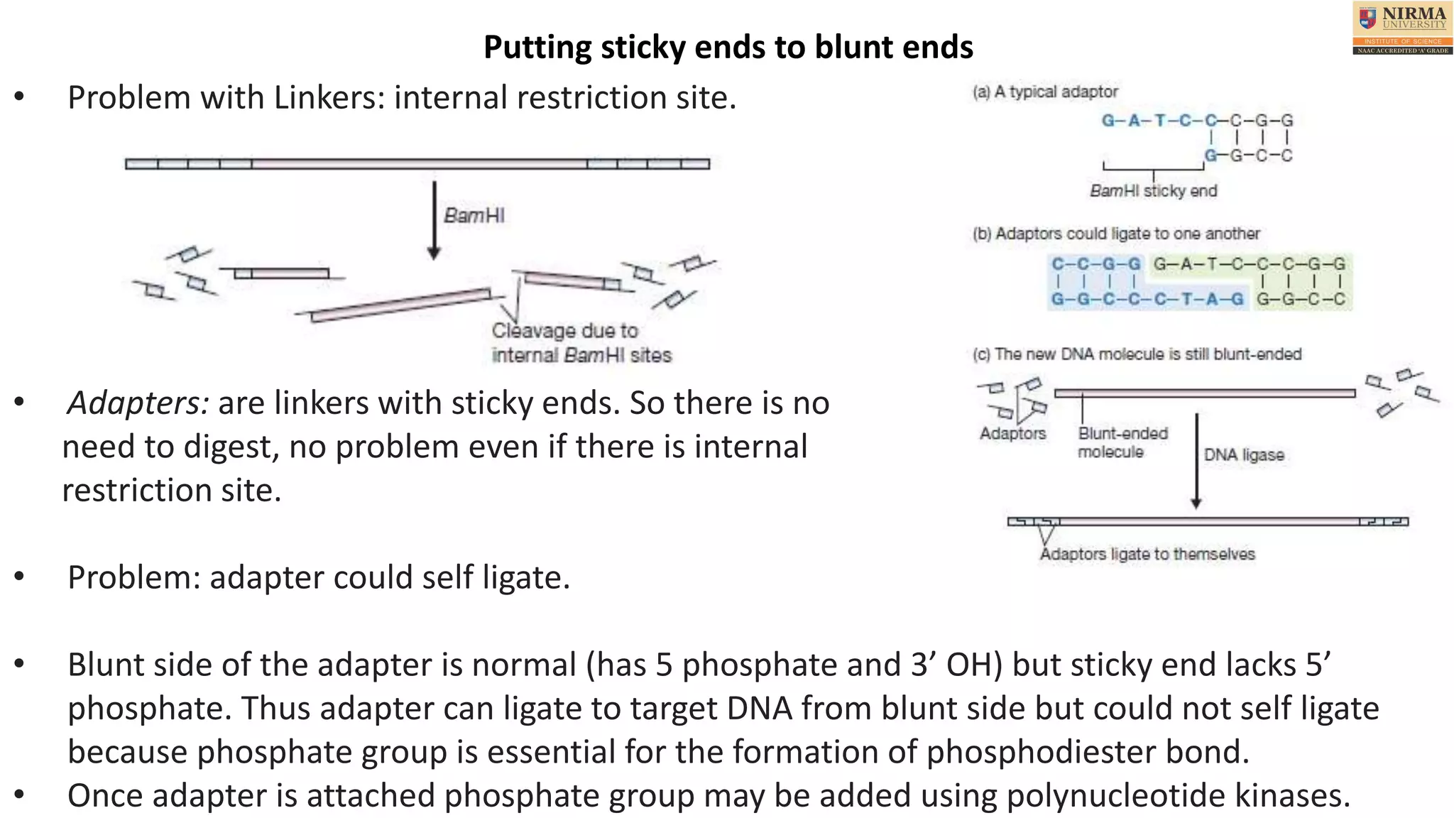 Enzymes for gene cloning.pptx