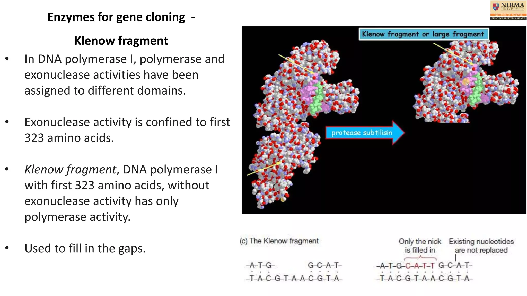 Enzymes for gene cloning.pptx