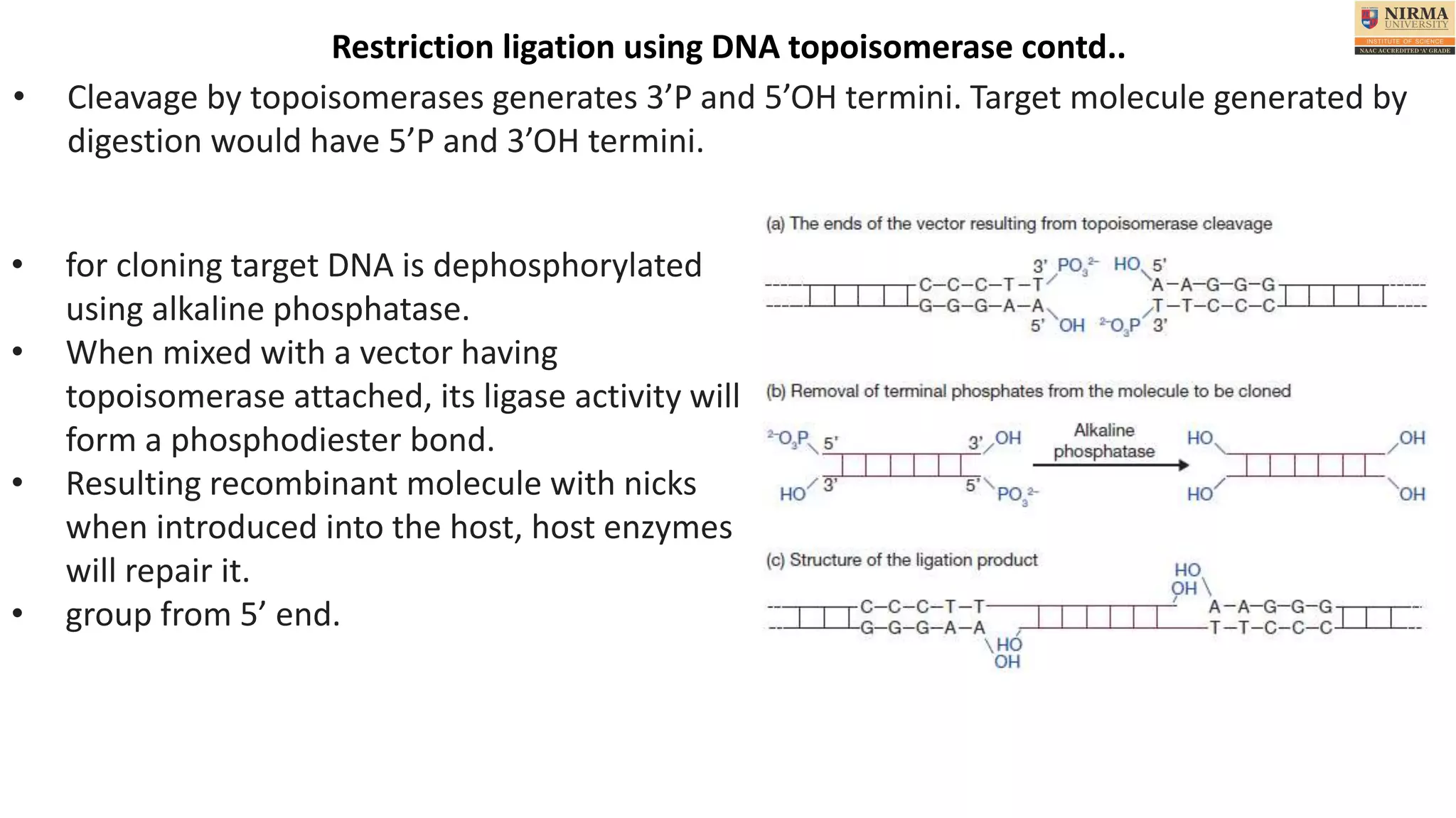 Enzymes for gene cloning.pptx