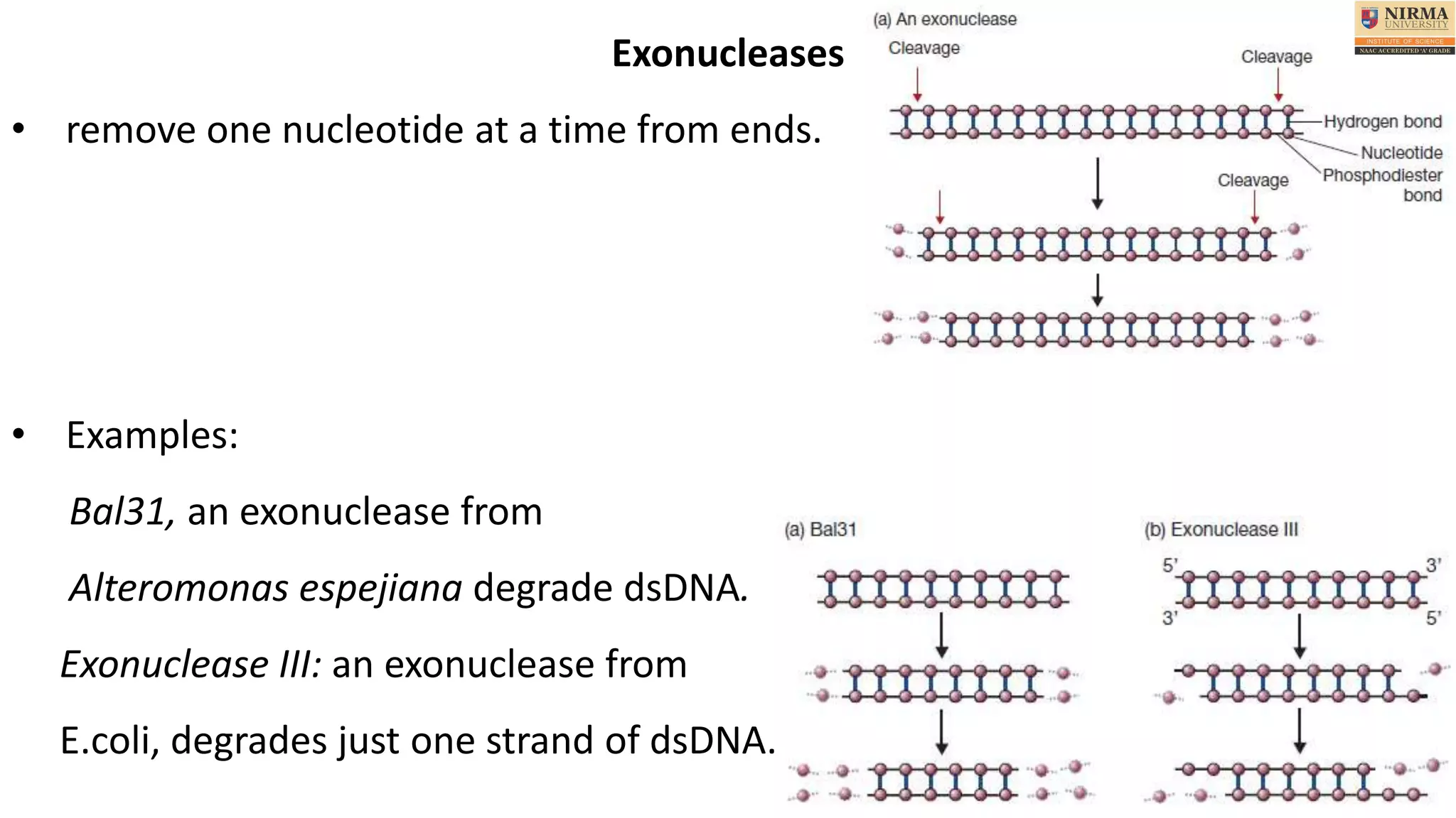 Enzymes for gene cloning.pptx