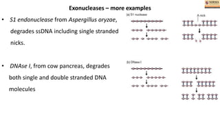 Enzymes for gene cloning.pptx