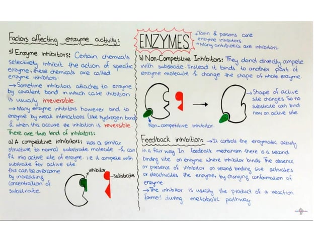 Enzymes | PPT