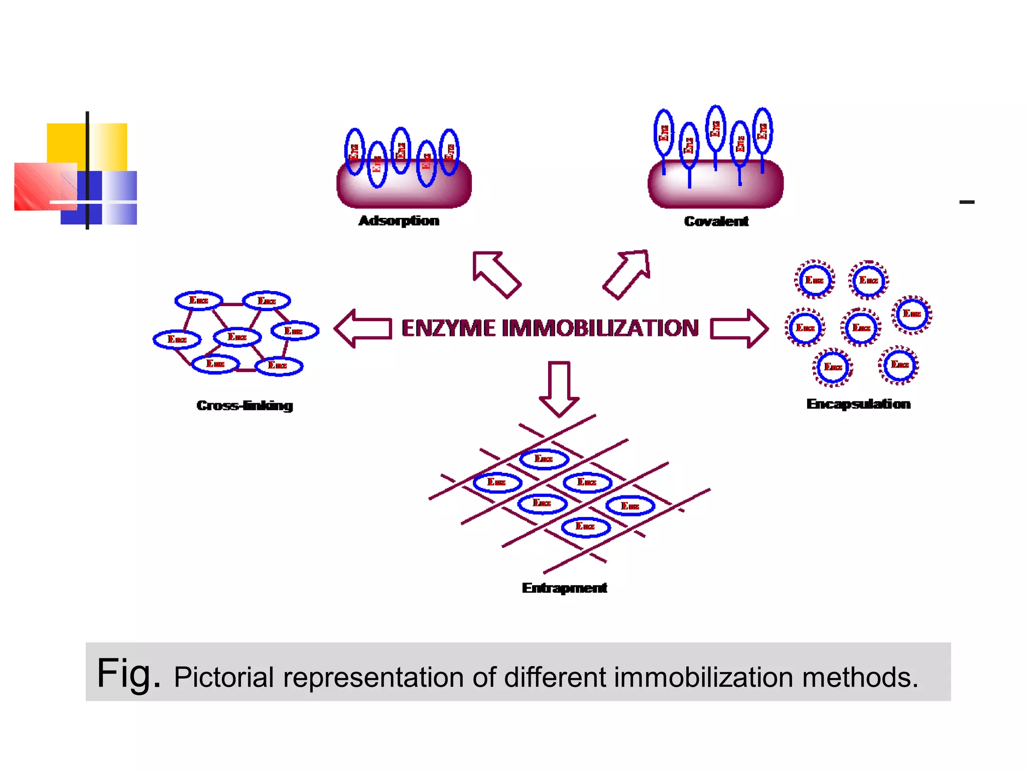 Enzymes immobilization.pdf