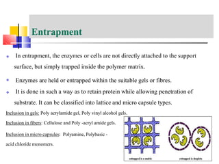Enzymes immobilization.pdf