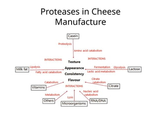 Enzymes in Food Biotechnology: Origin, role and uses ppt.pptx