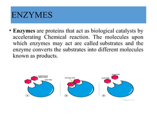 Enzymes in Food Biotechnology: Origin, role and uses ppt.pptx