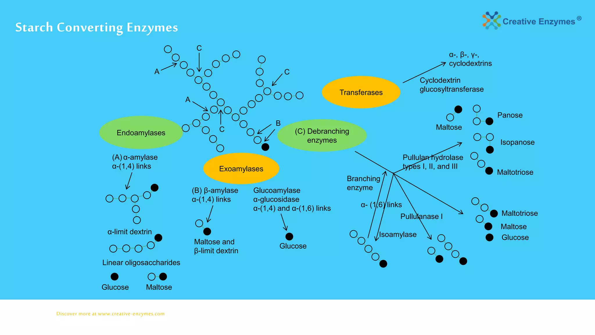 Enzymes in food industry | PPT