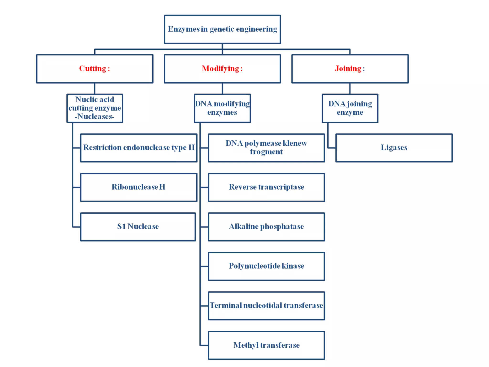 Enzymes in genetic engineering,SKBU | PPT