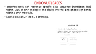 ENZYMES IN GENETIC ENGINEERING.ppt
