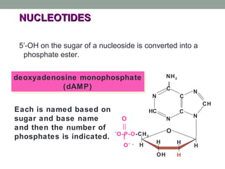 Medicinal Enzyme and Nucleotide | PPT