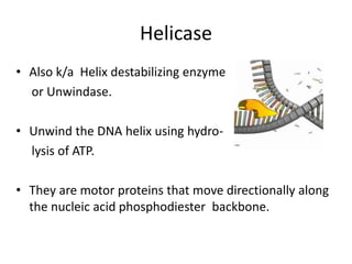 Enzymes involved in dna replication | PPTX