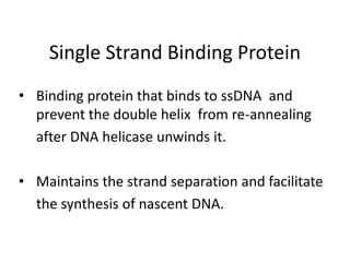 Enzymes involved in dna replication | PPTX