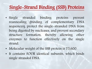 enzymesinvolvedindnareplication-170314184928.pdf