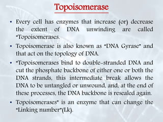 enzymesinvolvedindnareplication-170314184928.pdf