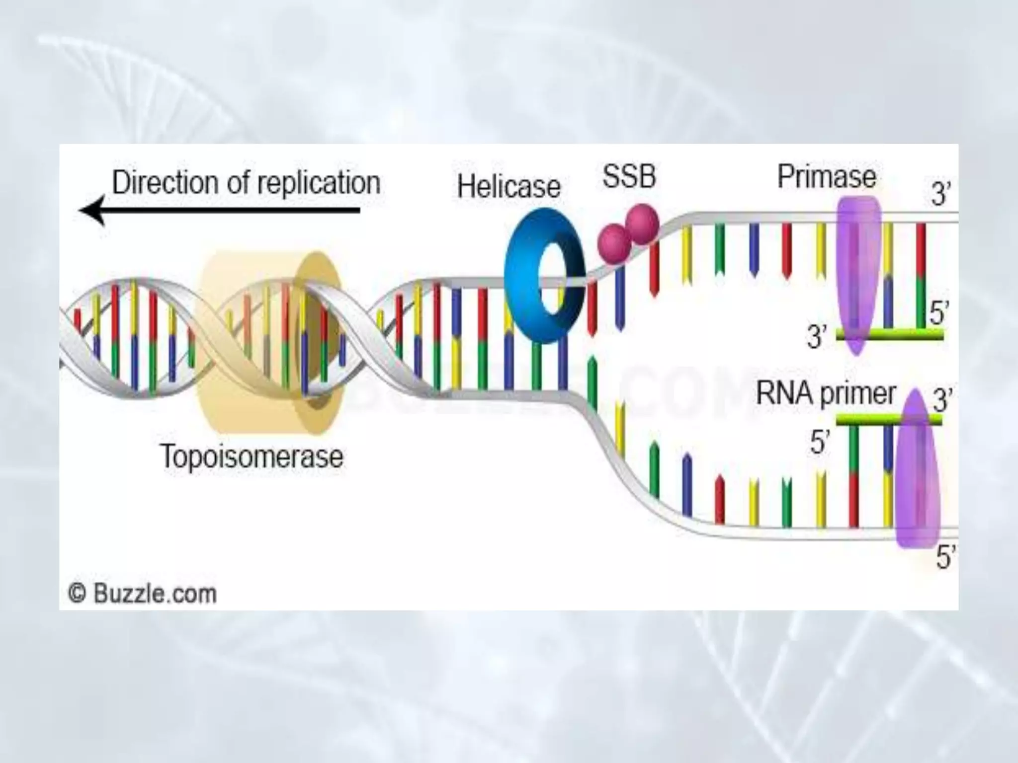 Enzymes involved in dna replication | PPTX
