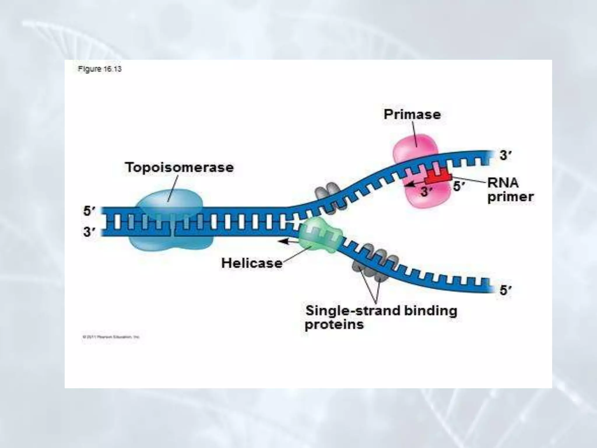 Enzymes involved in dna replication | PPTX