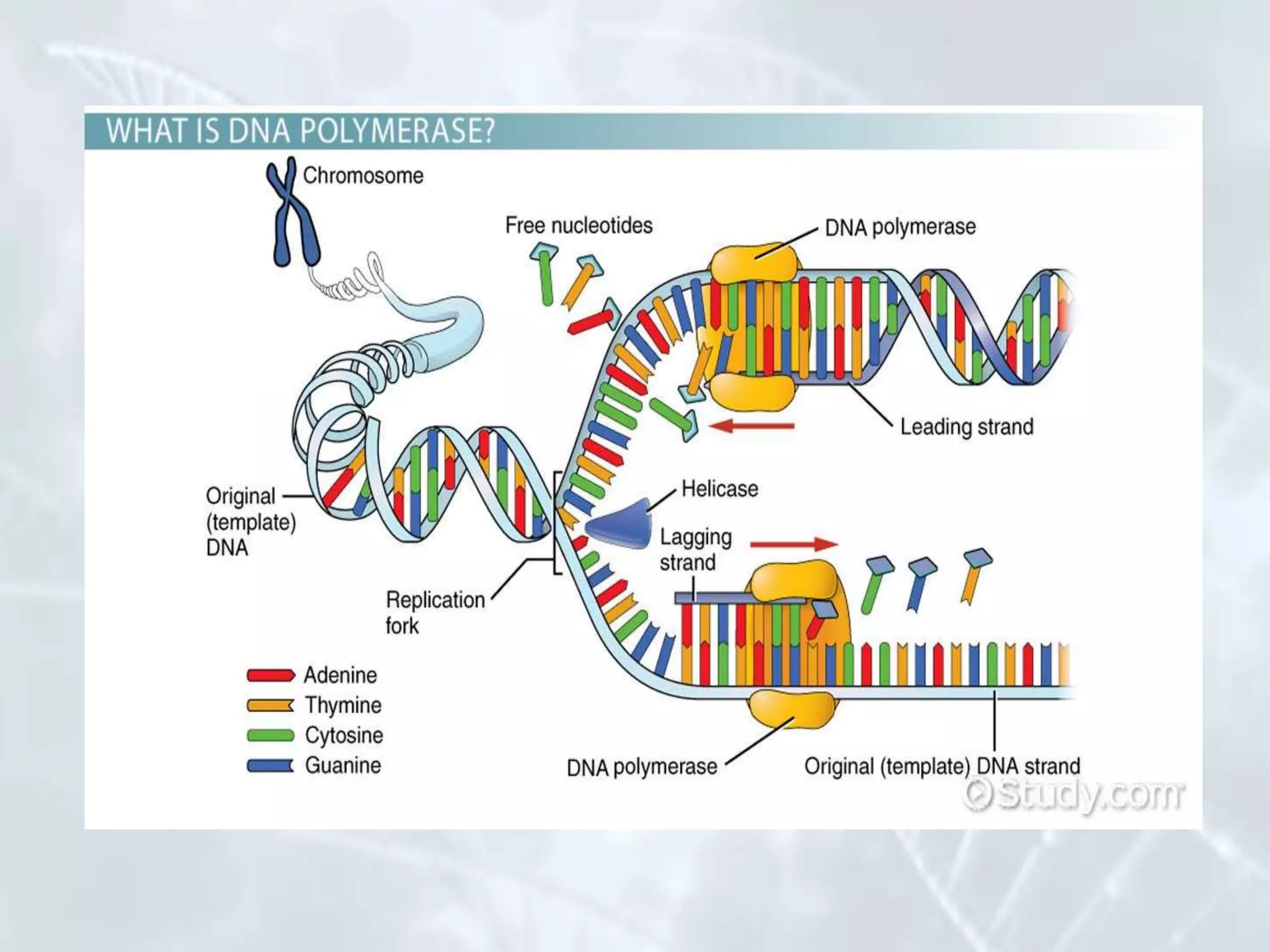 Enzymes involved in dna replication | PPTX