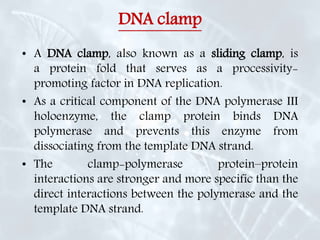 Enzymes involved in dna replication | PPTX