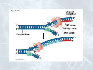 Enzymes involved in dna replication | PPTX