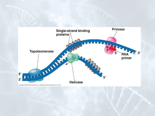 Enzymes involved in dna replication | PPTX | Chemistry | Science