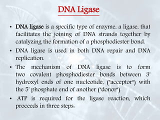 Enzymes involved in dna replication | PPTX