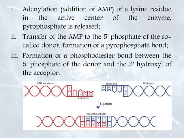 Enzymes involved in dna replication | PPTX | Chemistry | Science