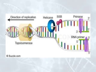 Enzymes involved in dna replication | PPTX