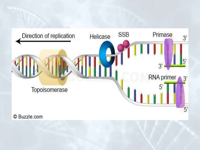 Enzymes involved in dna replication | PPTX | Chemistry | Science