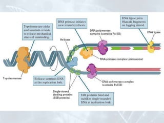 Enzymes involved in dna replication | PPTX