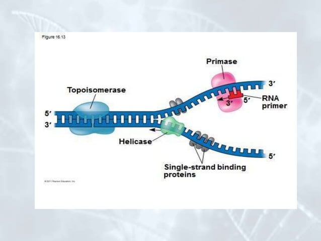 Enzymes involved in dna replication | PPTX | Chemistry | Science